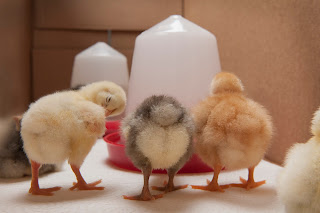 Premier Farm Diary: Freshly Hatched Chicks!
