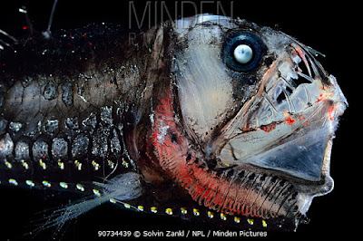 IKAN VIPERFISH ~ Everything About Fish