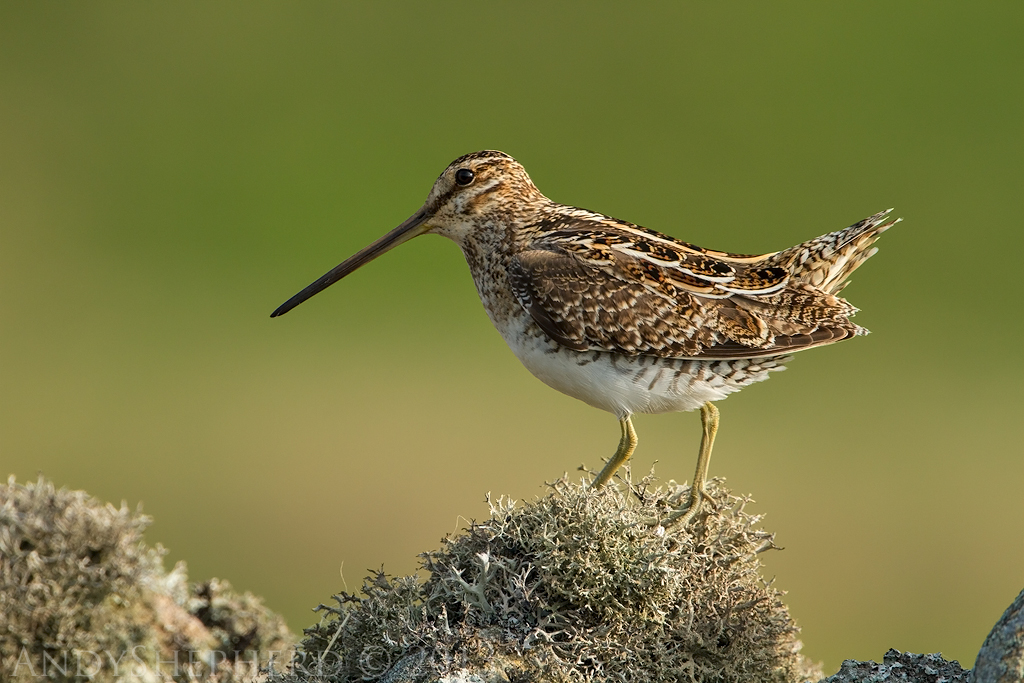 Andy Shepherd Wildlife Photography: Common Snipe