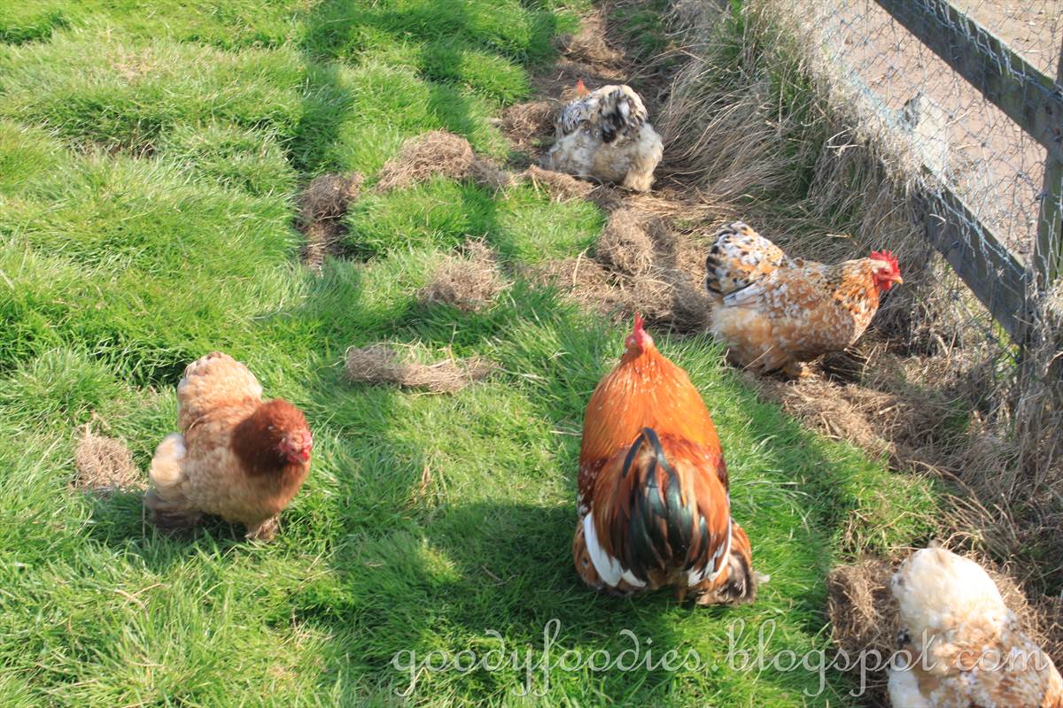 GoodyFoodies: Kids Fun: Doonies Farm, Aberdeen, Scotland