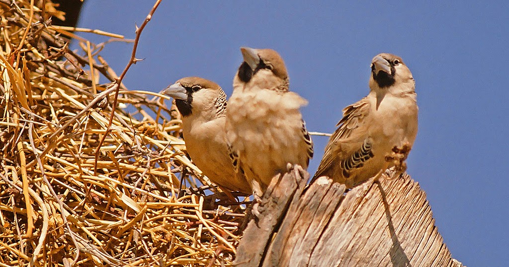 The Spectacular Nests of the Sociable Weaver | The Ark In Space