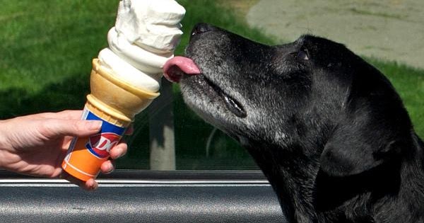 Pies przyjaciel na wieki : Przepis na psie lody ;)