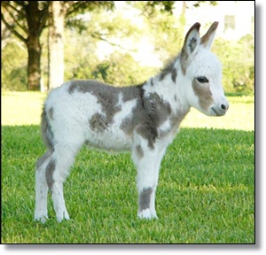 The Pet Tree House - Where Pets Are Family Too : Triple R Horse Rescue ...