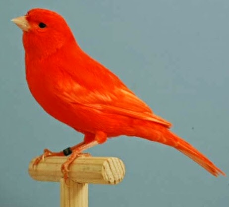 Canarini, gli accoppiamenti consigliati