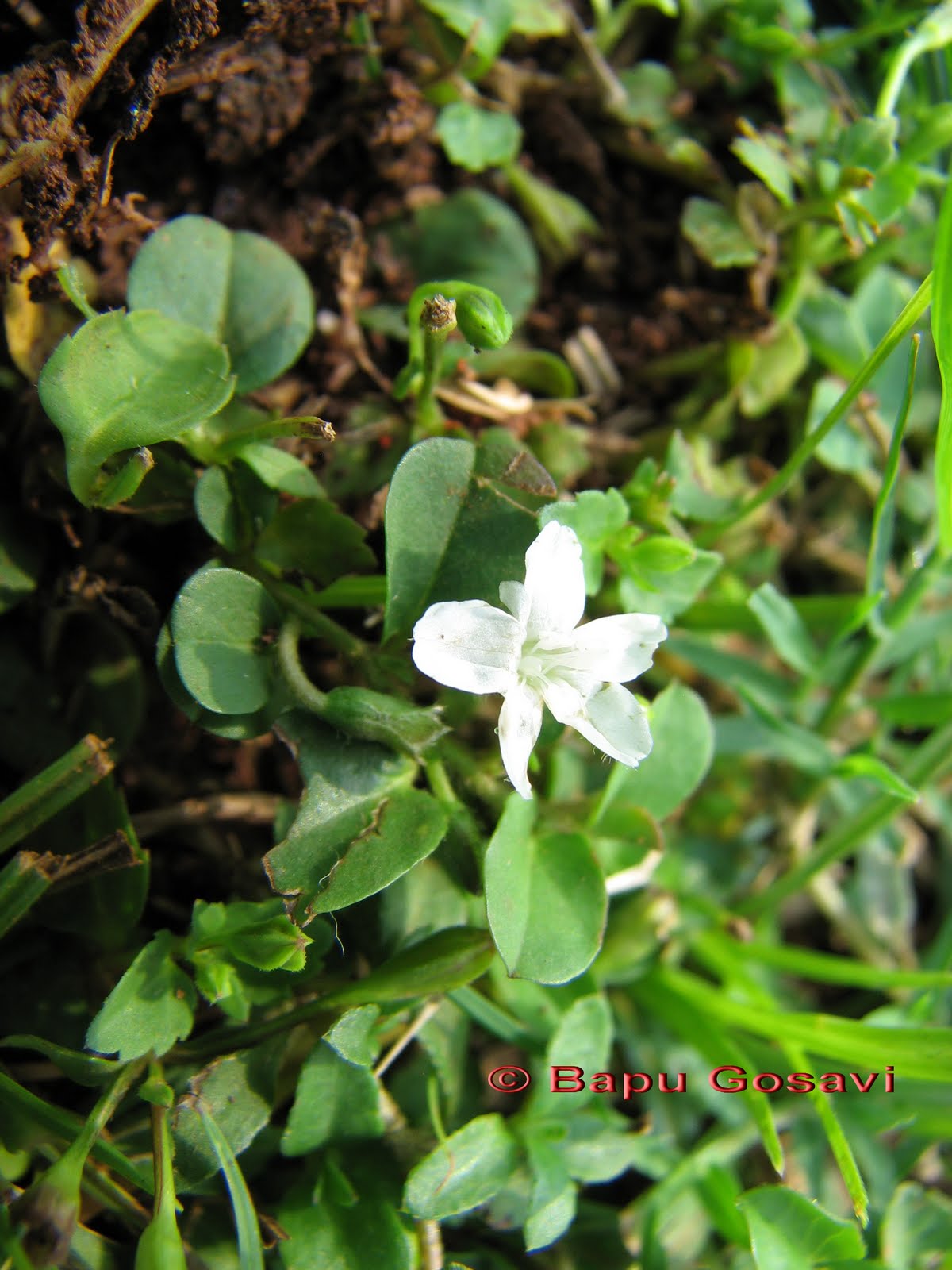 Bacopa monnieri, Neer Brahmi, Brahmi | Flowering Plants and Pictures