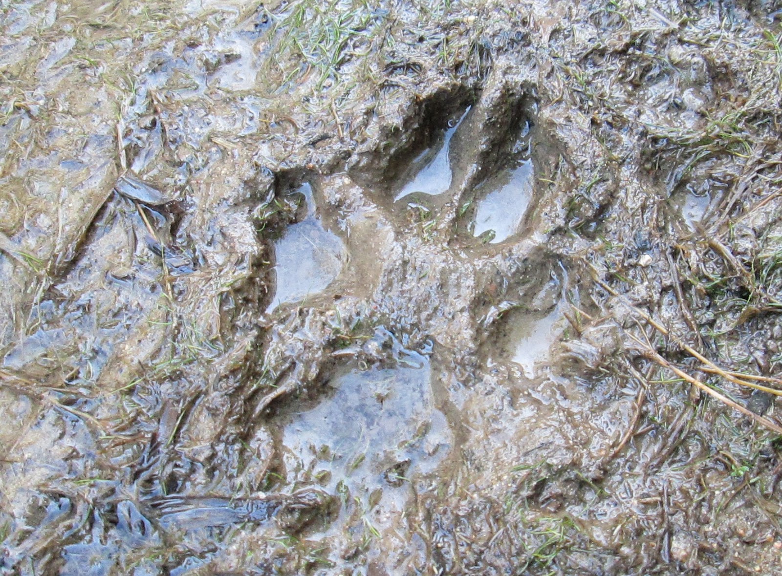 MJ HALL / MOUNTAIN BIKE / MOTORCYCLE / SNOWBOARD / SNOWMOBILE / FOUR ...