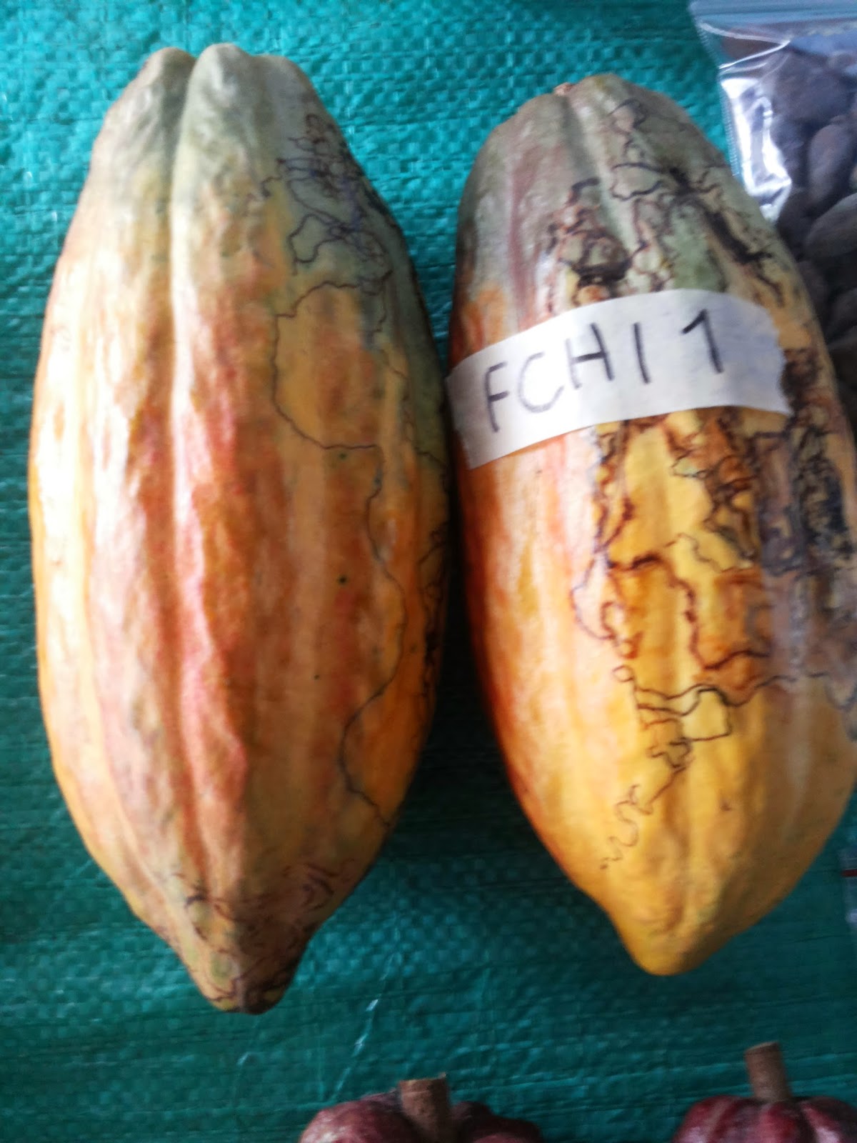 Servicios Integrales del Agro.: Mazorcas de clones de cacao productivos.