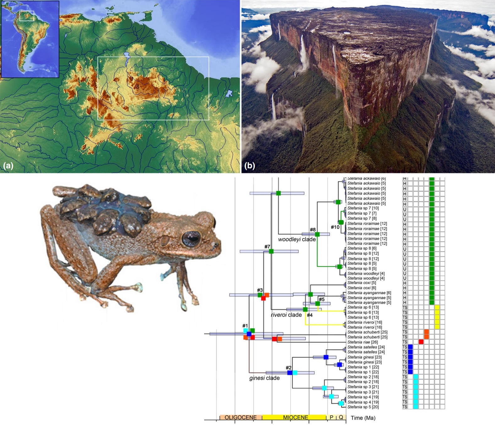 Species New to Science: [Herpetology • 2016] Evolution in the South ...