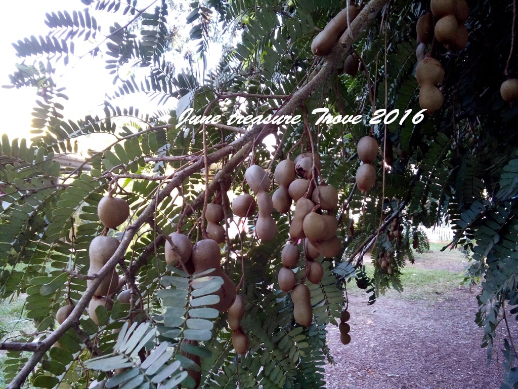 Treasure Trove of Memories: The Tamarind Tree