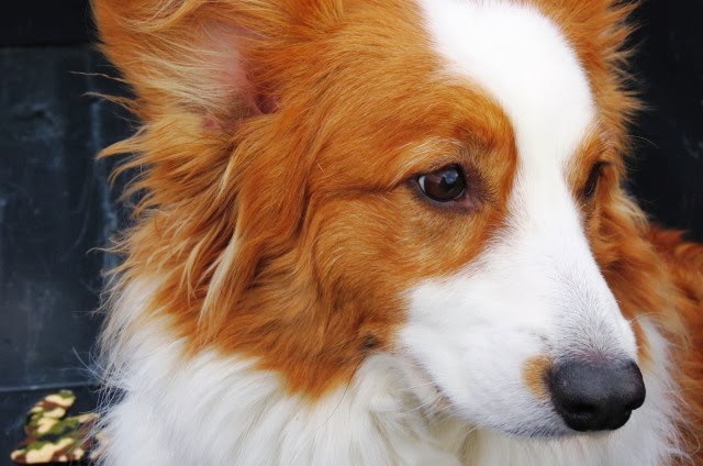 The Chronicles of Cardigan: 29 More Daffy Dog Photos from the Shoot ...