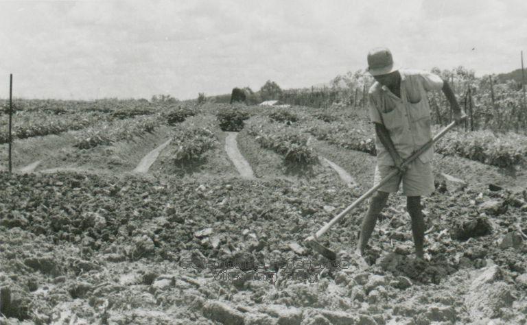 Blog To Express: Ways Done in the Past - Rural Farming