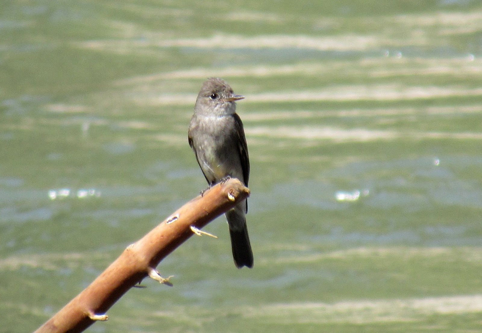 Birds of the Sierra: Western Wood-Pewee