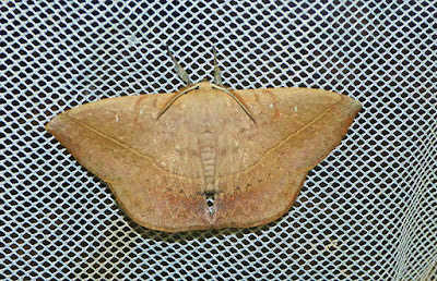 BunyipCo: November 2016