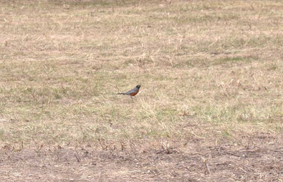 Taken For Granted: First Robin of Spring