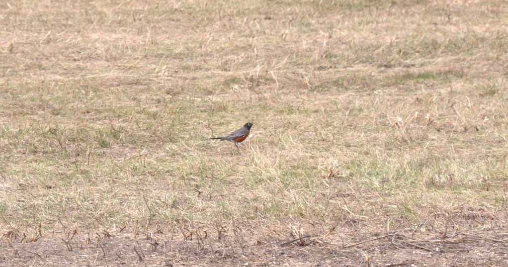 Taken For Granted: First Robin of Spring