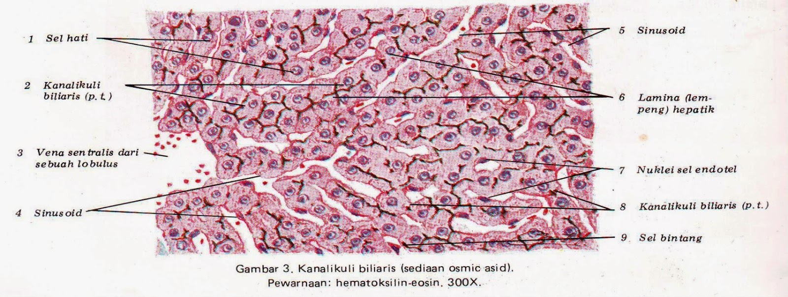 Inspirasi Hati: Belajar Histologi Belajar Memahami Keagungan Ciptaan Allah