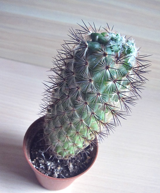 WICKERMOSS: Spotted: Cactus & Succulent Plants