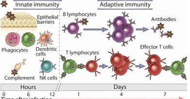 INMUNOLOGER: INMUNIDAD INNATA FRENTE A MICROORGANISMOS