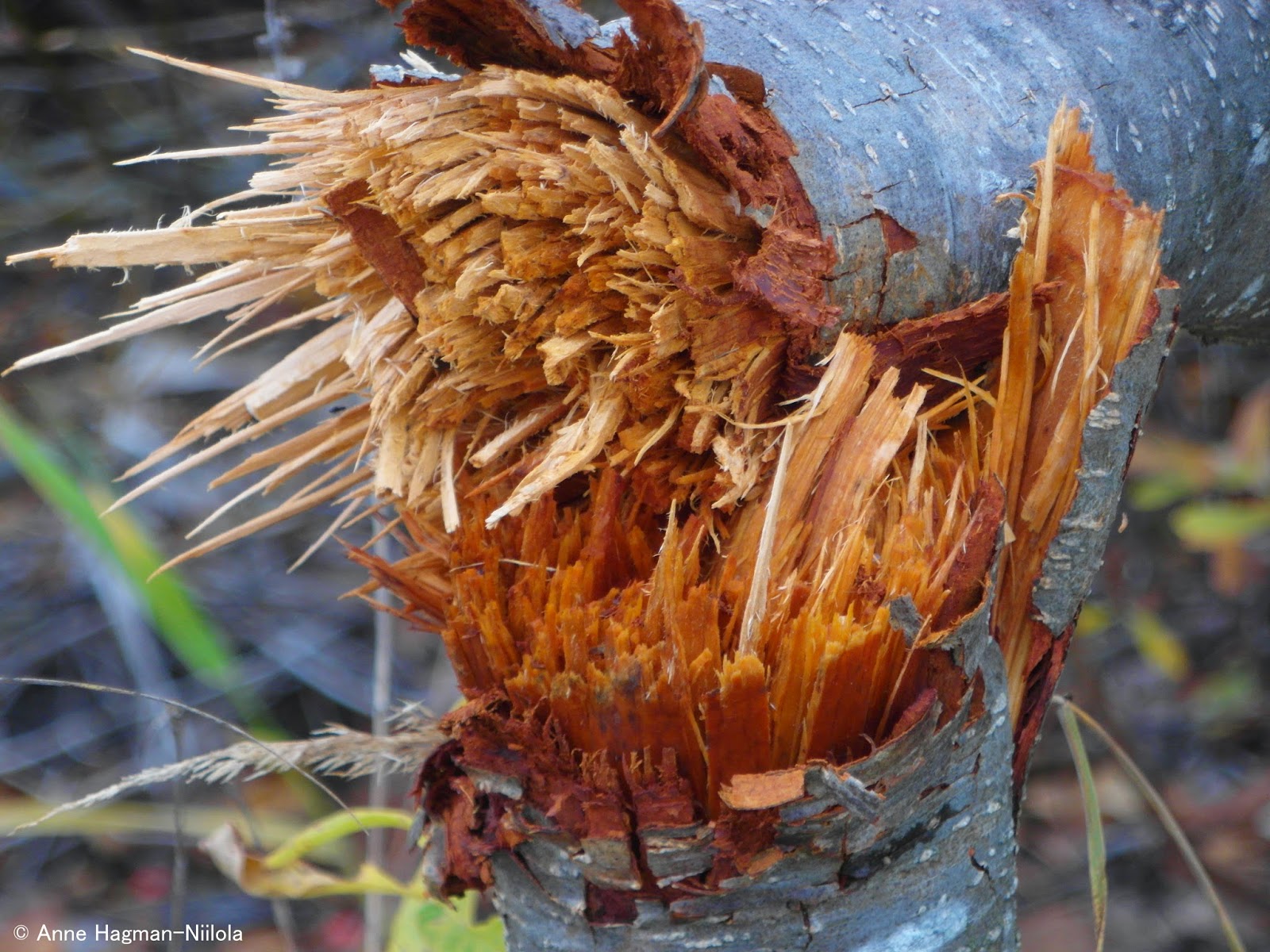 ANNEN LUONTOPÄIVÄKIRJA nature diary: PUU