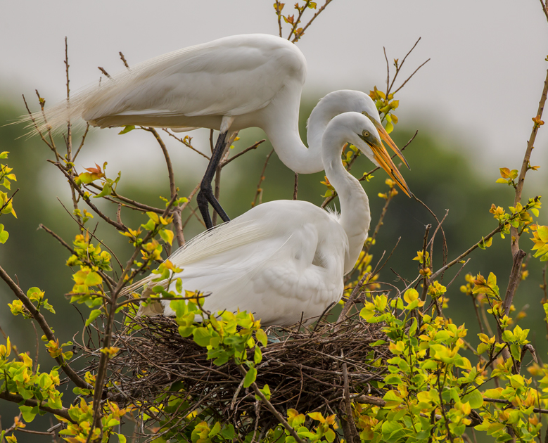 Bellas Aves de El Salvador: Ardea alba (garza blanca) Residente y ...