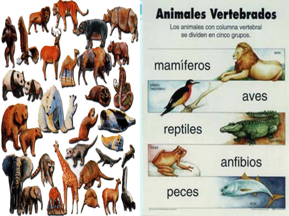 CONOCIENDO EL MUNDO DE LOS ANIMALES VERTEBRADOS