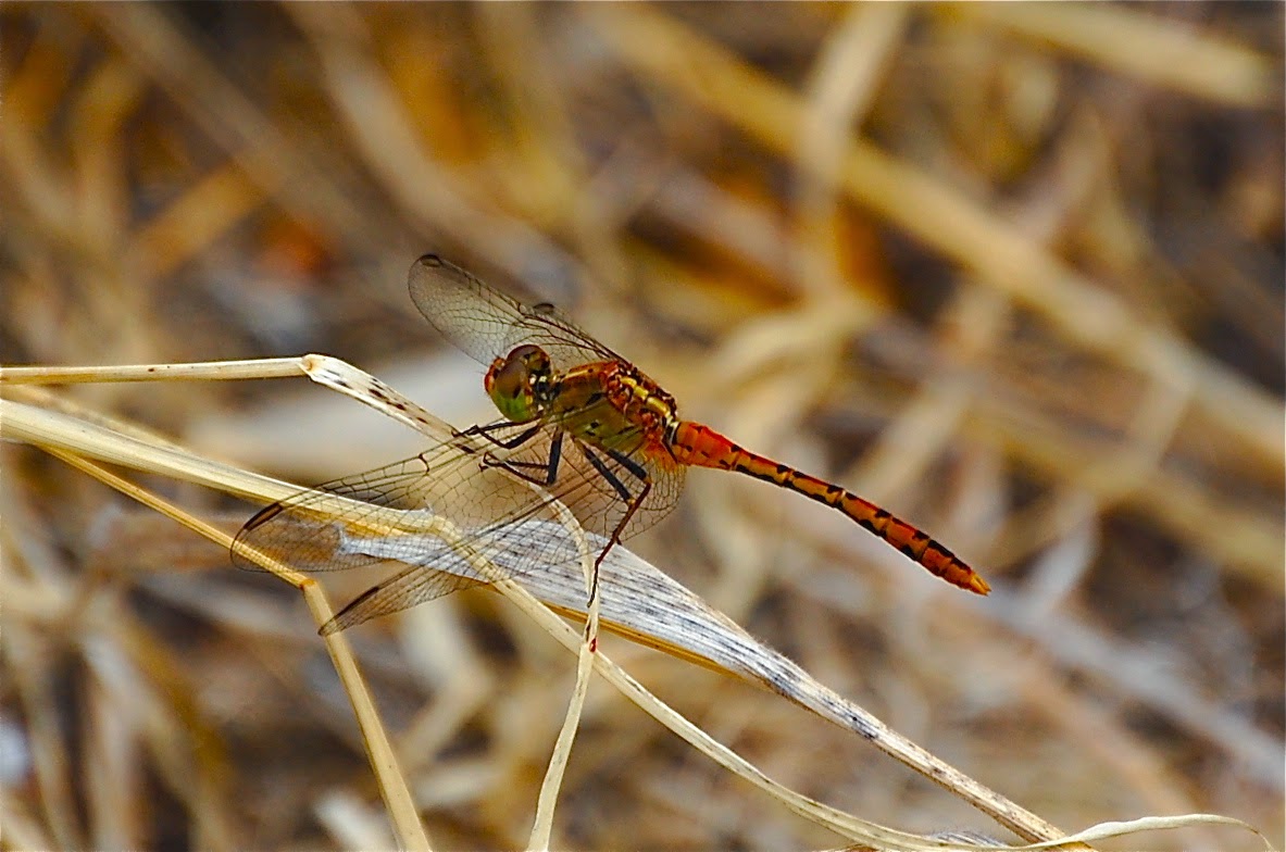 The Insect Diary: Wandering Percher Dragonfly: Diplacodes bipunctata