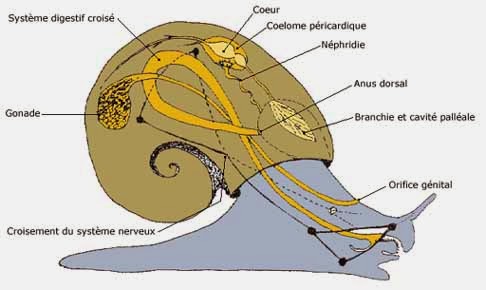 classe des gasteropodes ~ les-coures