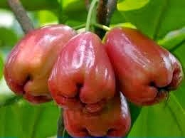 Budidaya Jambu Air - BUDIDAYAKU