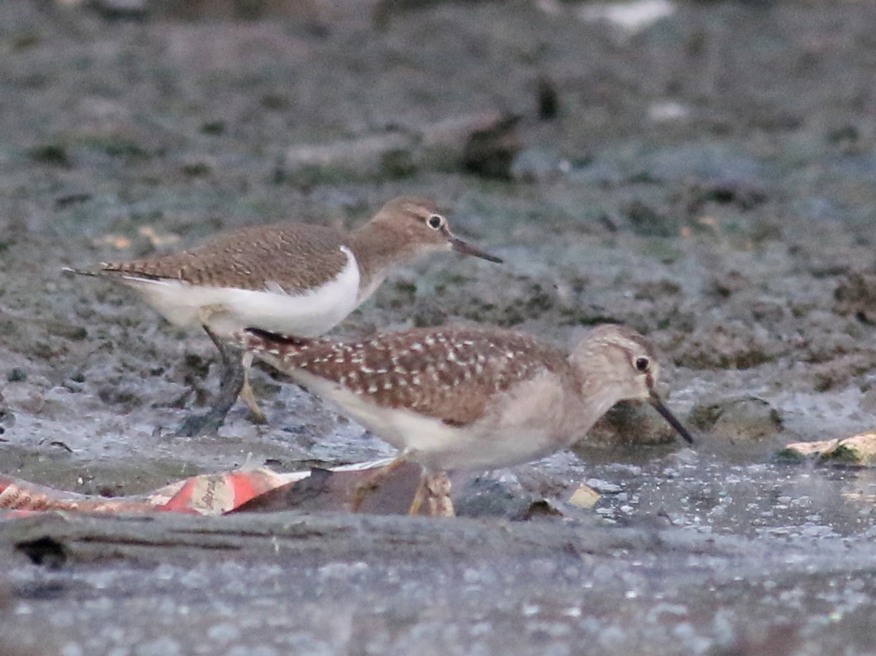 Ron-Nature-Adventures: A Comparison Between Wood Sandpiper and Common ...
