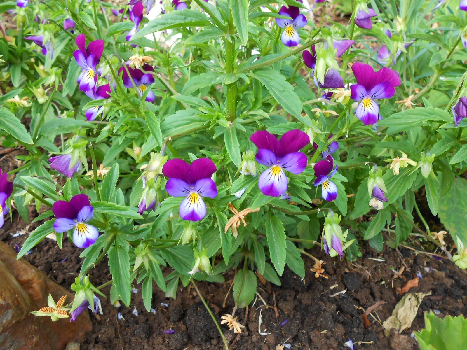 Urban Garden and Backyard Farming, South Africa: The Joys of Summer ...