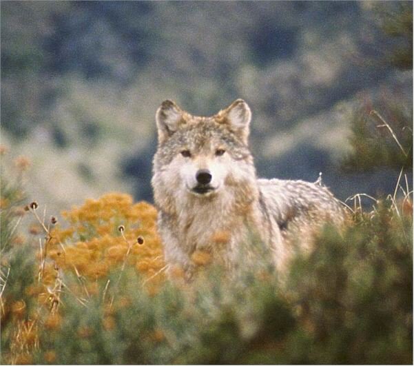 Mexican Wolf | The Life of Animals