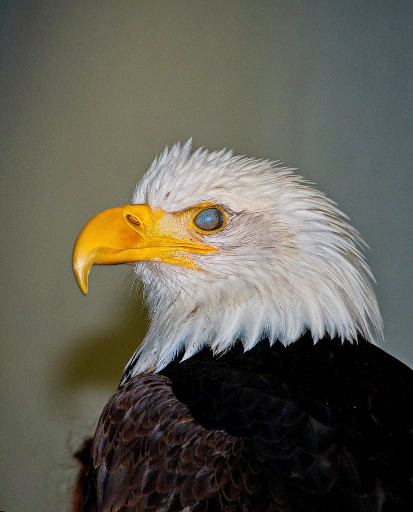 The Nictitating Membrane: The Third Eyelid | The Ark In Space