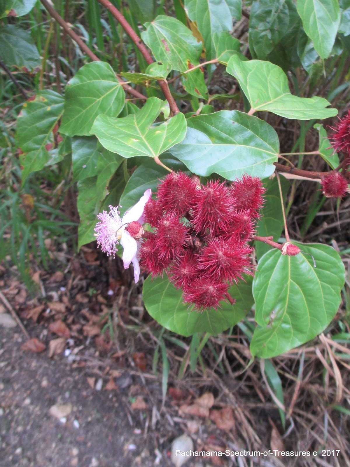 Pachamama Spectrum of Treasures: Kintia Panki - Turismo Comunitario