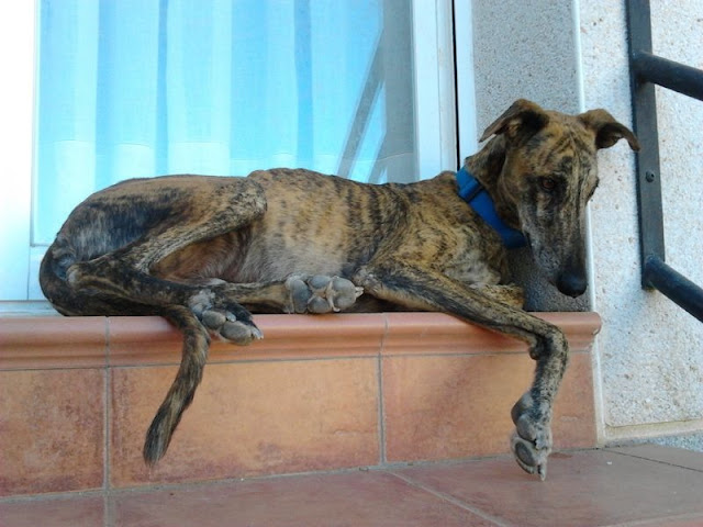 NOBLE GALGO: Galguito salvado a punto de ser ahorcado y London ...