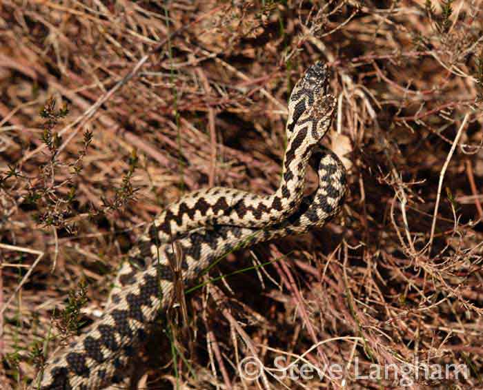 Lynnu sp. (species): Vipera berus sau Vipera comuna