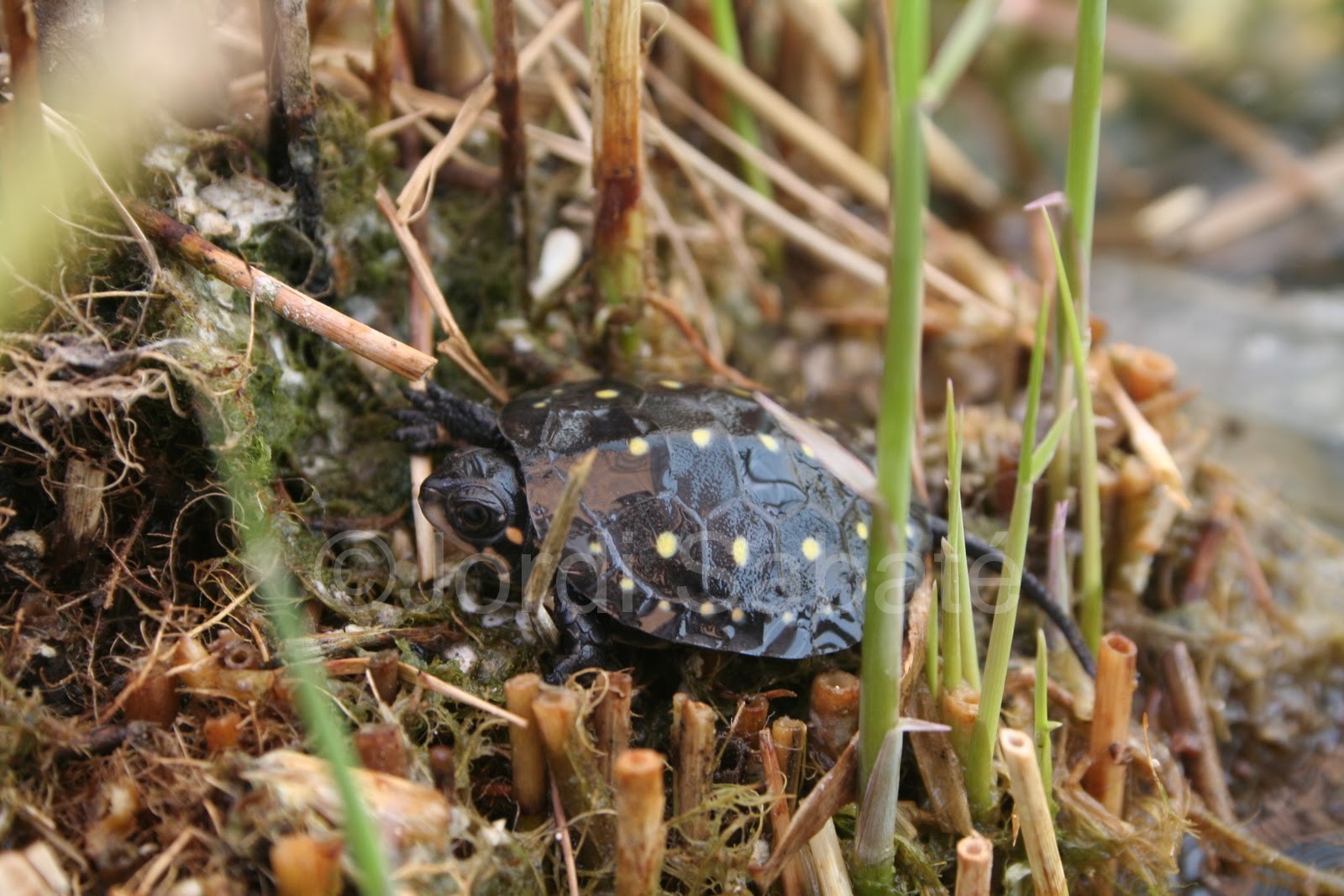 Clemmys guttata: la tortuga moteada: La reproducción de las Clemmys guttata