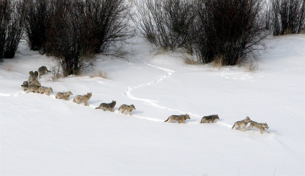 Despre LUP, animalul totem al strămoșilor noștri