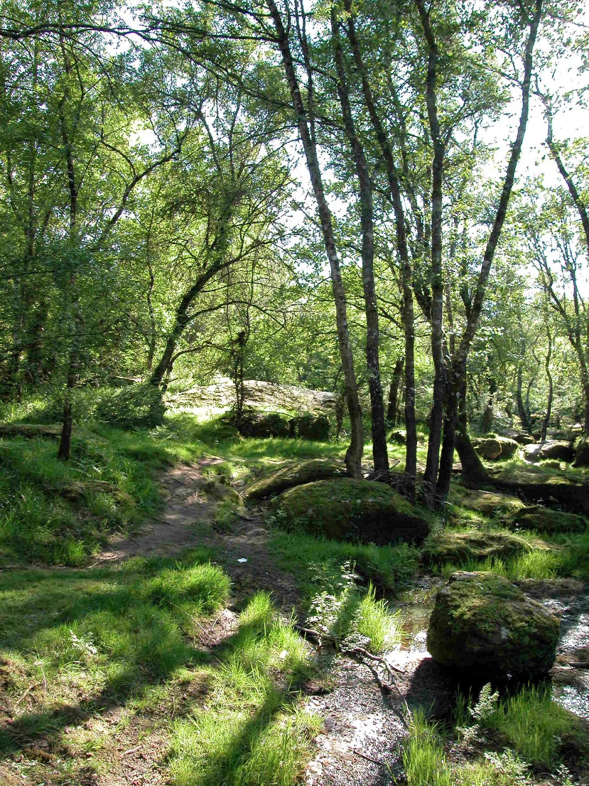 PASEANTE SILENCIOSO : PASEANDO POR EL BOSQUE