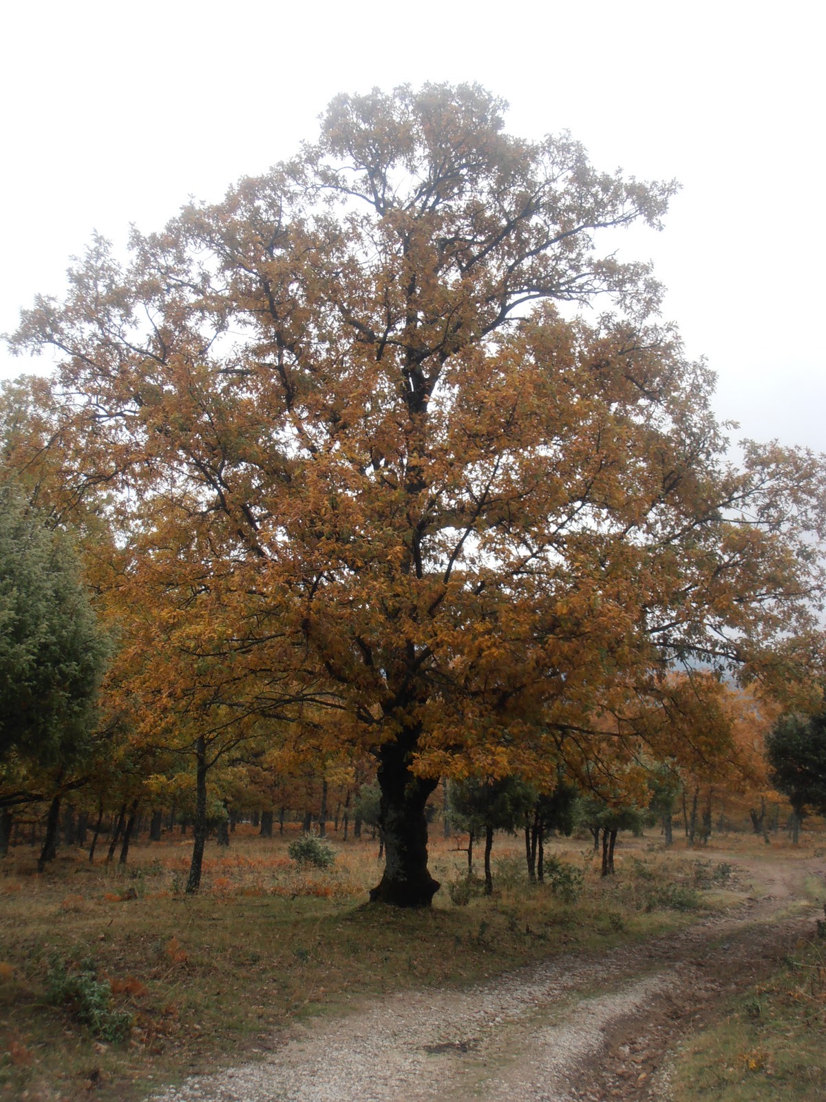 Entre plantas y bichos: Quercus pyrenaica (melojo, rebollo)