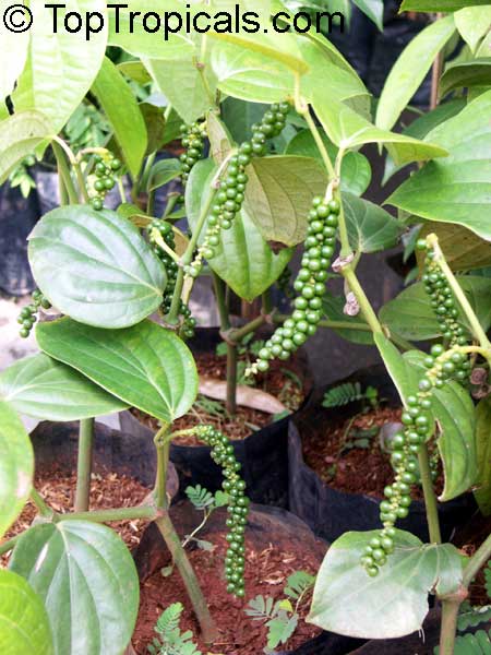 khazanahalamkita: lada hitam merawat demam