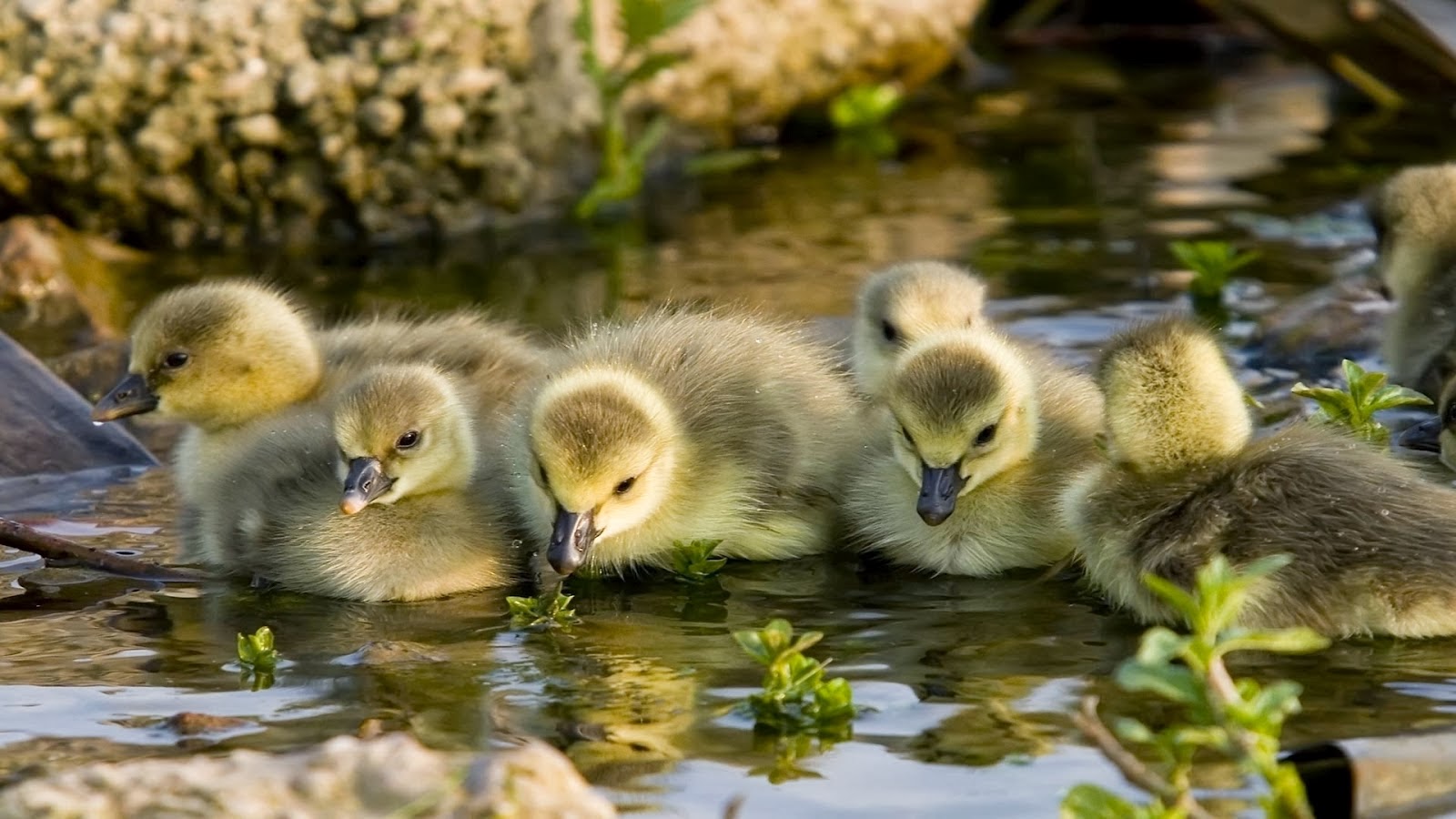 OccupyForLife: Ratuste / Ducklings