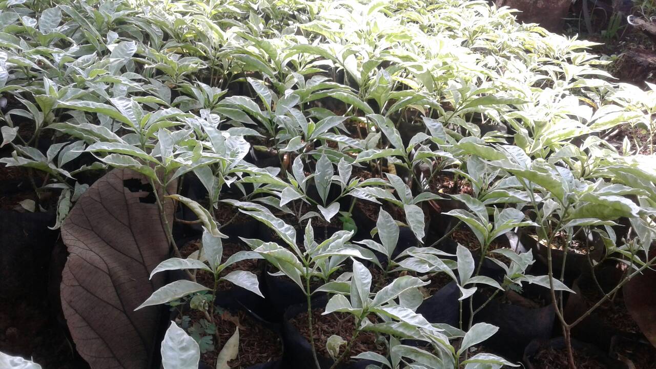 27+ Viral Tanaman Hias Daun Hijau Putih - Pins