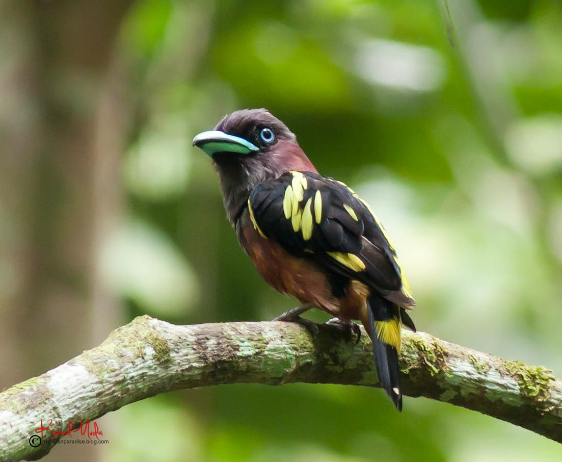 SOUTH EAST ASIA BIRDS - Malaysia birds paradise: Banded Broadbill ...