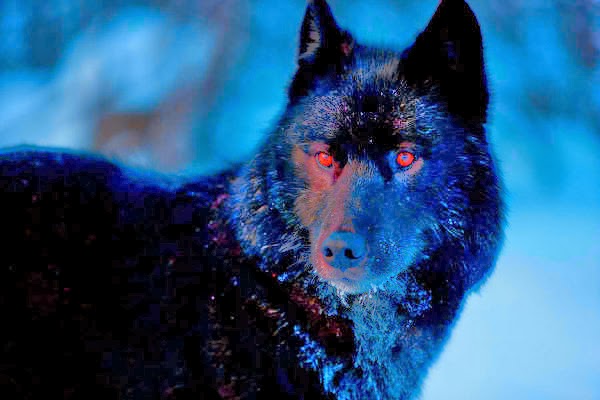 Mitos, Monstruos y Leyendas: Hellhounds - los perros negros del infierno.