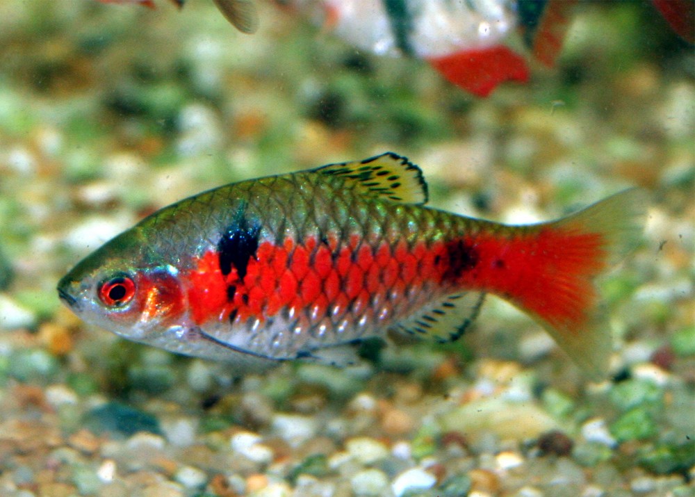 Peces y plantas ornamentales: Barbus Ticto - Barbo de banda roja