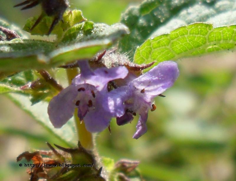 Tukma Ful(তুকমা ফুল) - Hyptis suaveolens