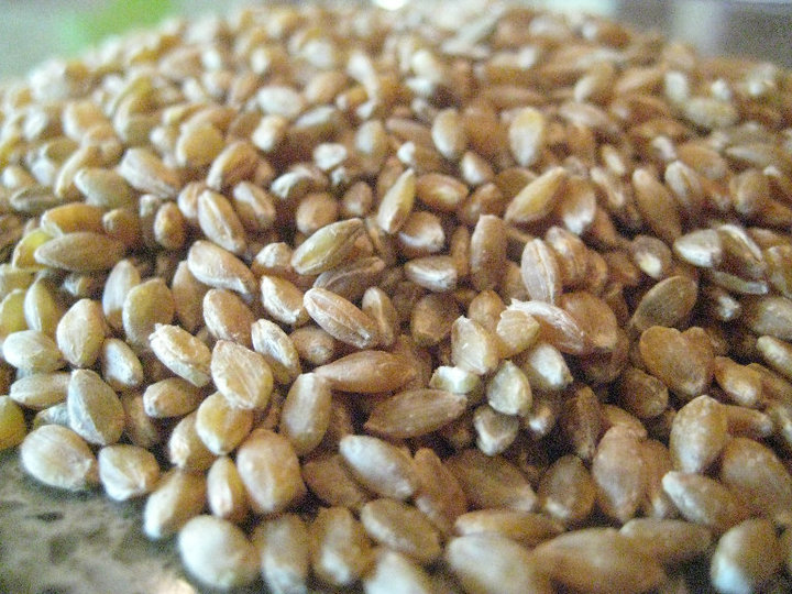 What's Happening at City Greens: What On Earth is a Wheat Berry?