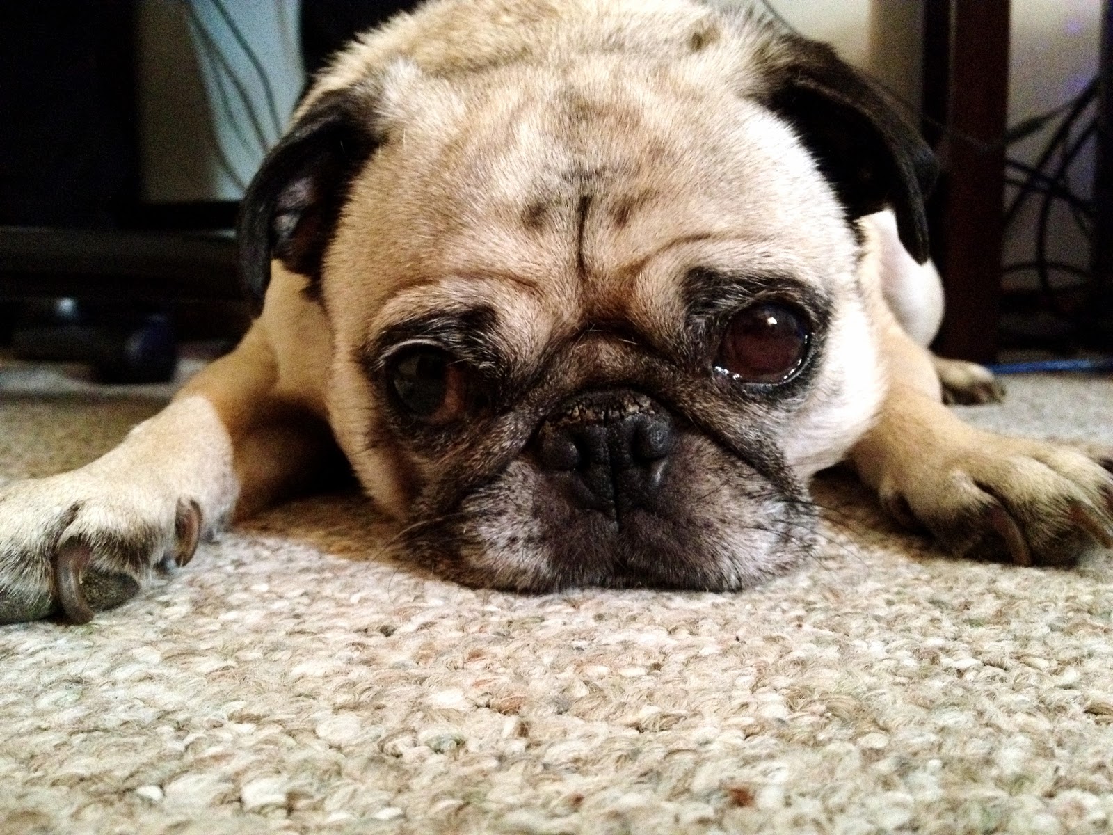 Pug Life: Blind is the New Black