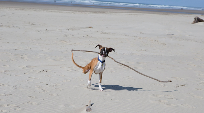 Inspirador perro de dos patas corre alegremente en la playa - Artemodern