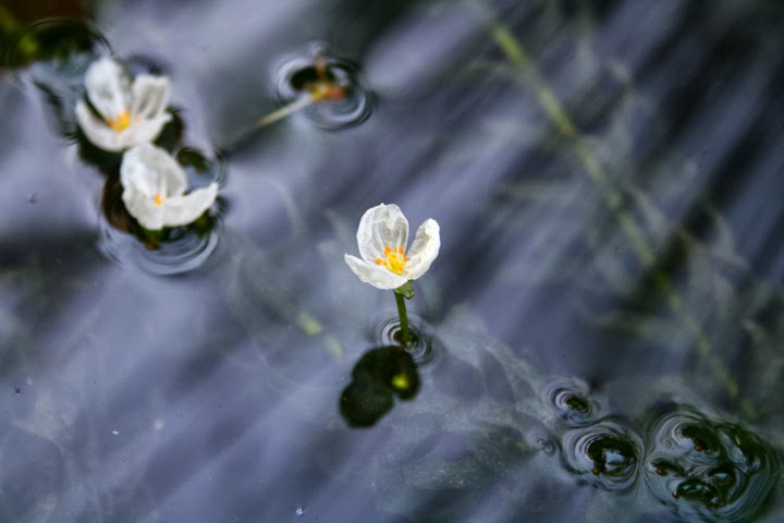 Peces y plantas ornamentales: Egeria Densa - Elodea
